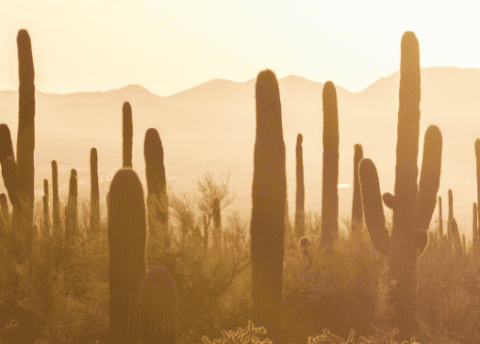 Arizona: A Landscape Like No Other - Visit USA Parks
