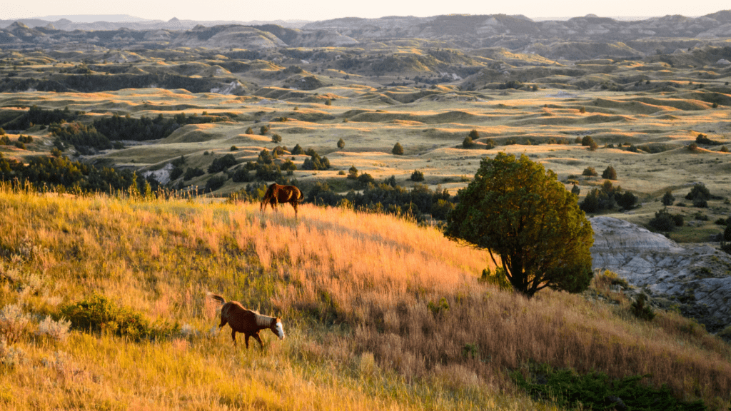 4 Great Things To Do in Medora, North Dakota - Visit USA Parks