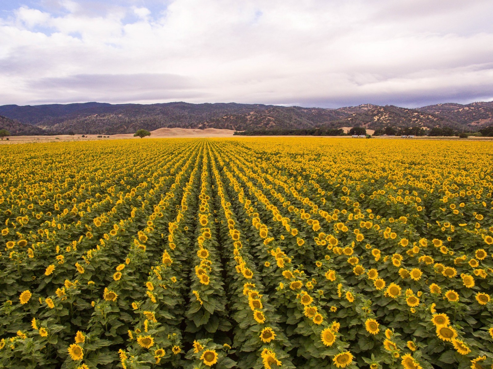 Uncover California’s Central Valley in Yolo County - Visit USA Parks