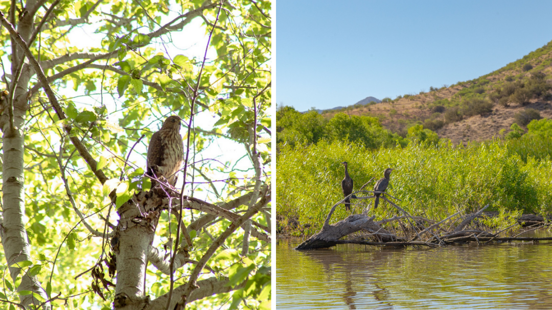 Birdwatching Across Arizona Season by Season - Visit USA Parks