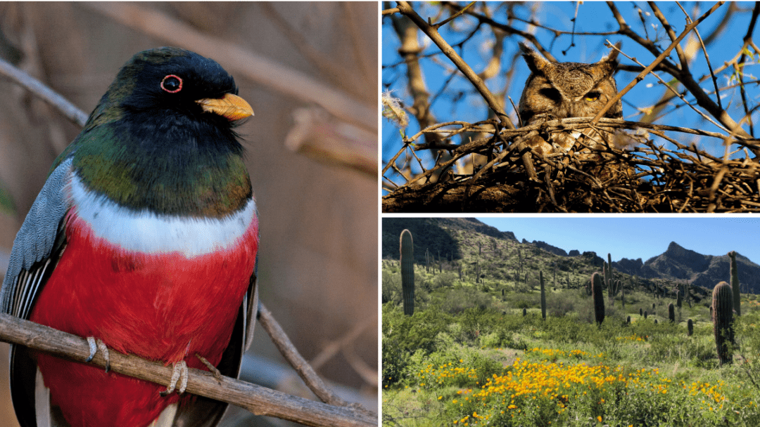 Birdwatching Across Arizona Season by Season - Visit USA Parks
