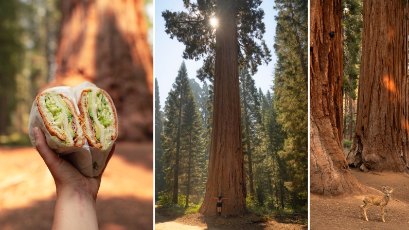 Four Days Discovering the Sequoias - Visit USA Parks